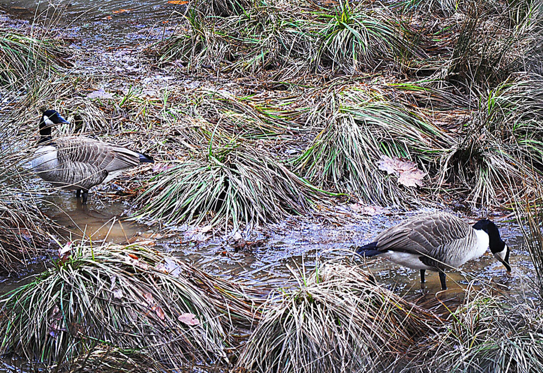 Picture This: Poking Around | News, Sports, Jobs - News and Sentinel